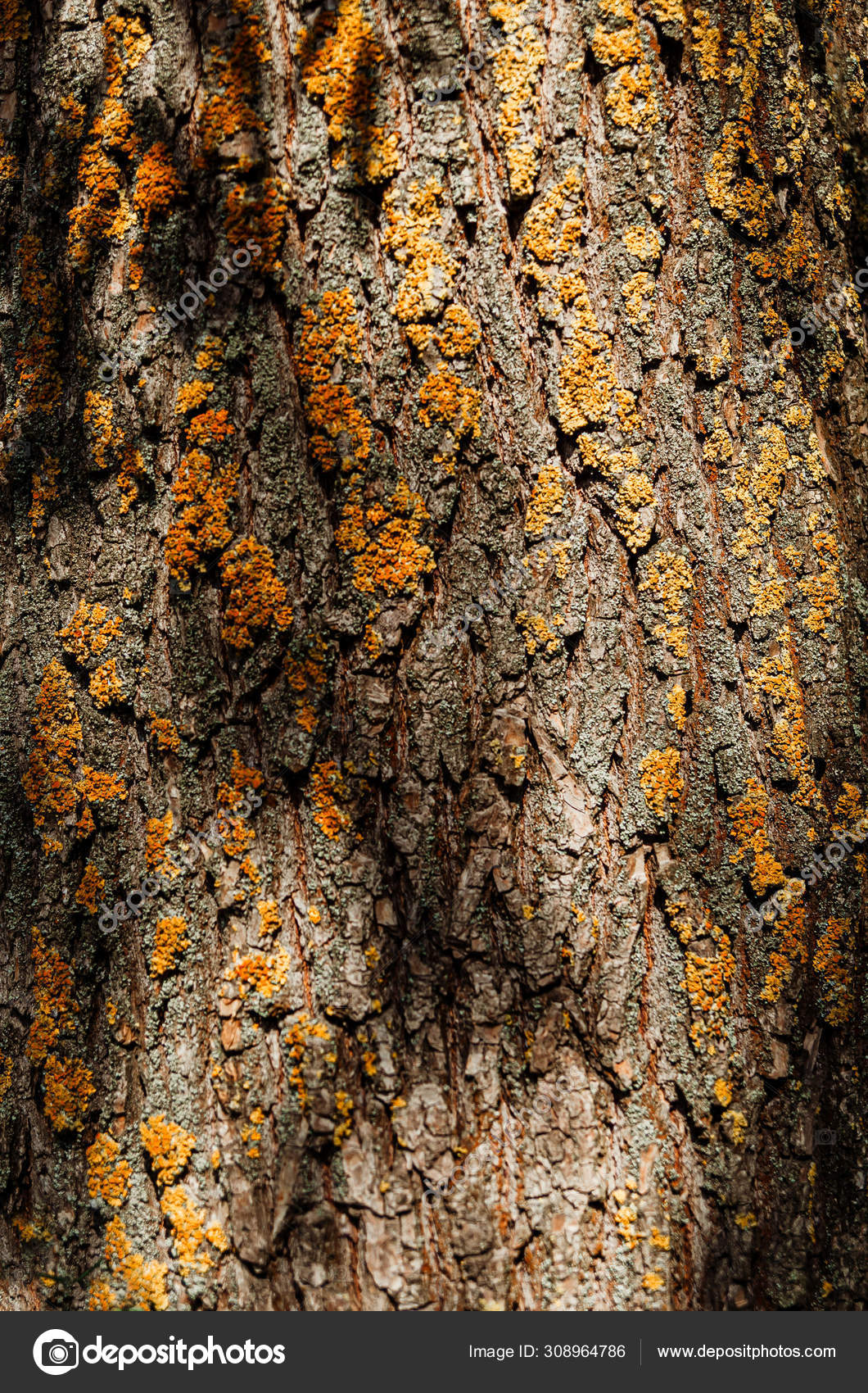 Abstract texture - tree bark. Tree bark in the forest in natural ...