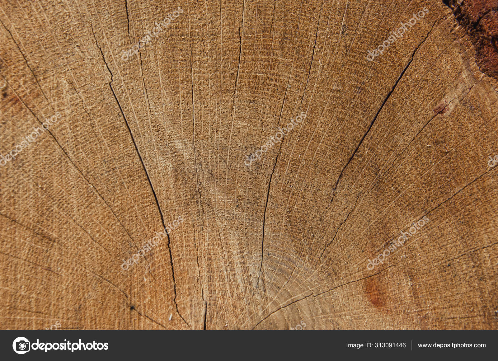 Old wooden oak tree cut surface. Detailed warm dark brown and or Stock ...