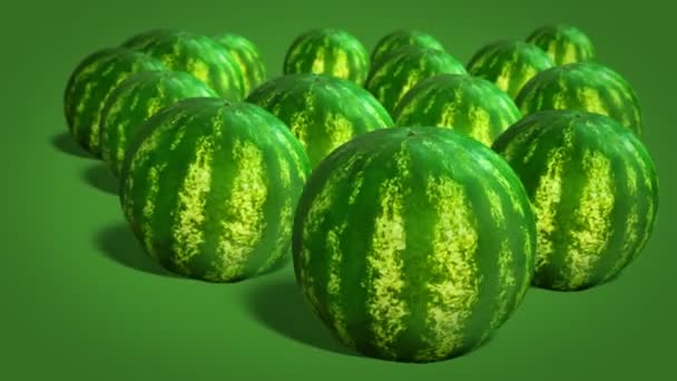 Watermelon Fruit Plant Field Ready Harvest Zoom Out Footage Early ...