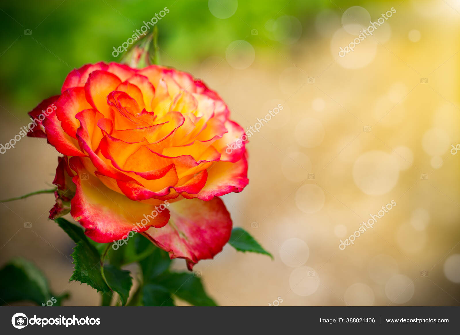 Beautiful yellow rose with a red tint on an orange — Stock Photo ...