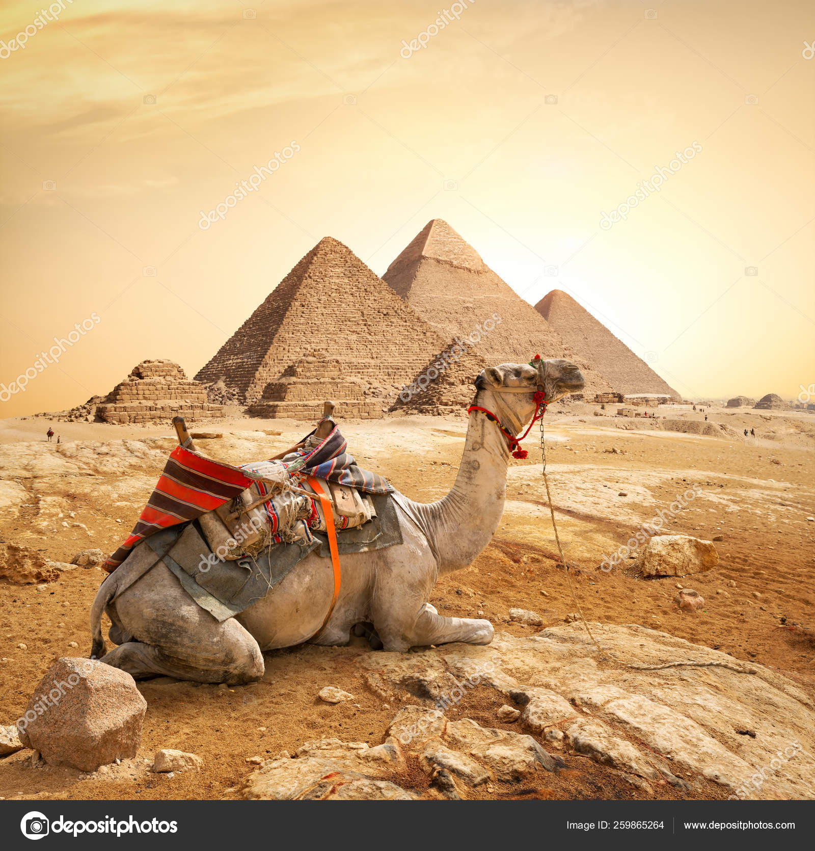 Camel and Pyramids Stock Photo by ©Givaga 259865264