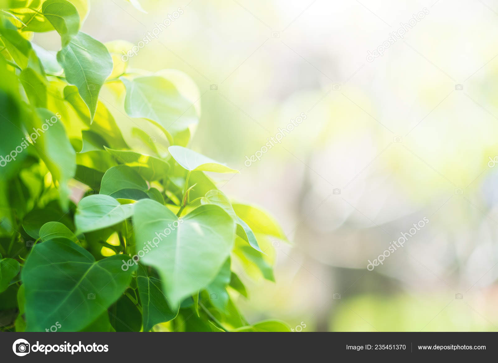 Green Leaf Pho Leaf Bothi Leaf Sacred Fig Leaves Shape — Stock Photo ...