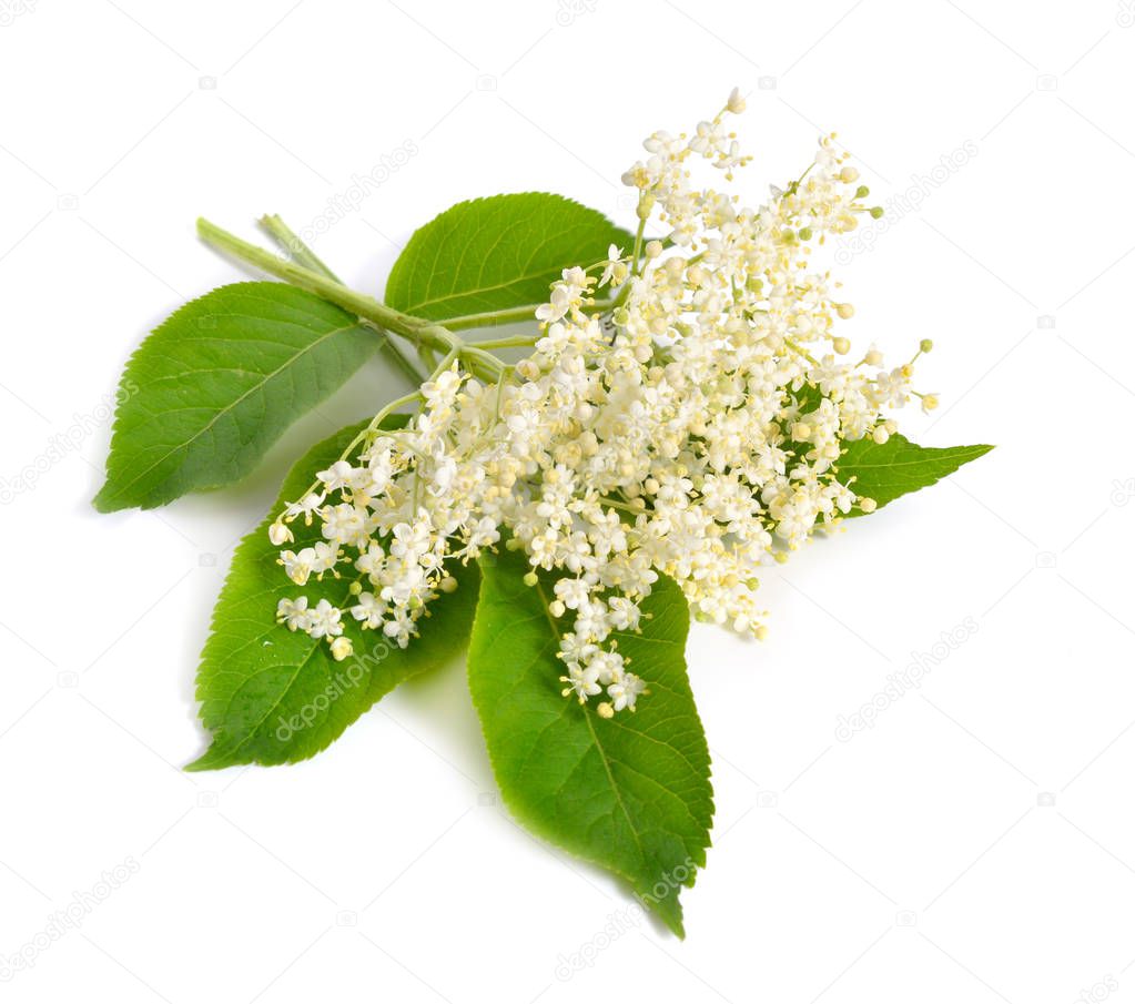 Flor de saúco y hojas aisladas sobre fondo blanco. 2024