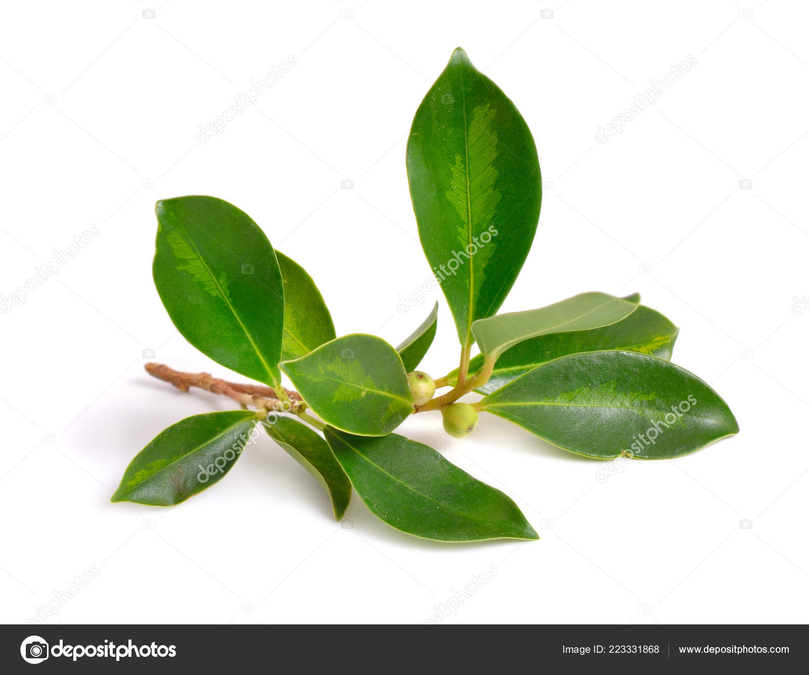 Ficus Virens Seu Nome Comum Figo Branco Pilkhan Isolados — Foto ...