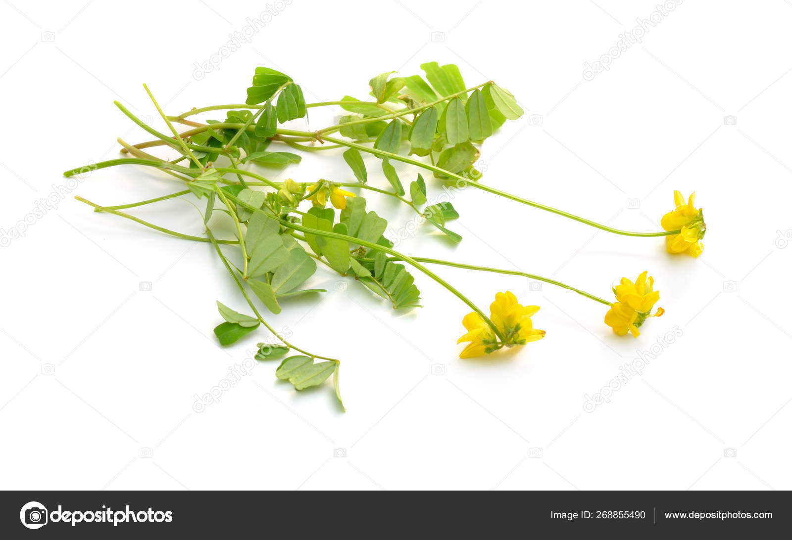 Yellow coronilla flowers. Isolated on white background Stock Photo by ...