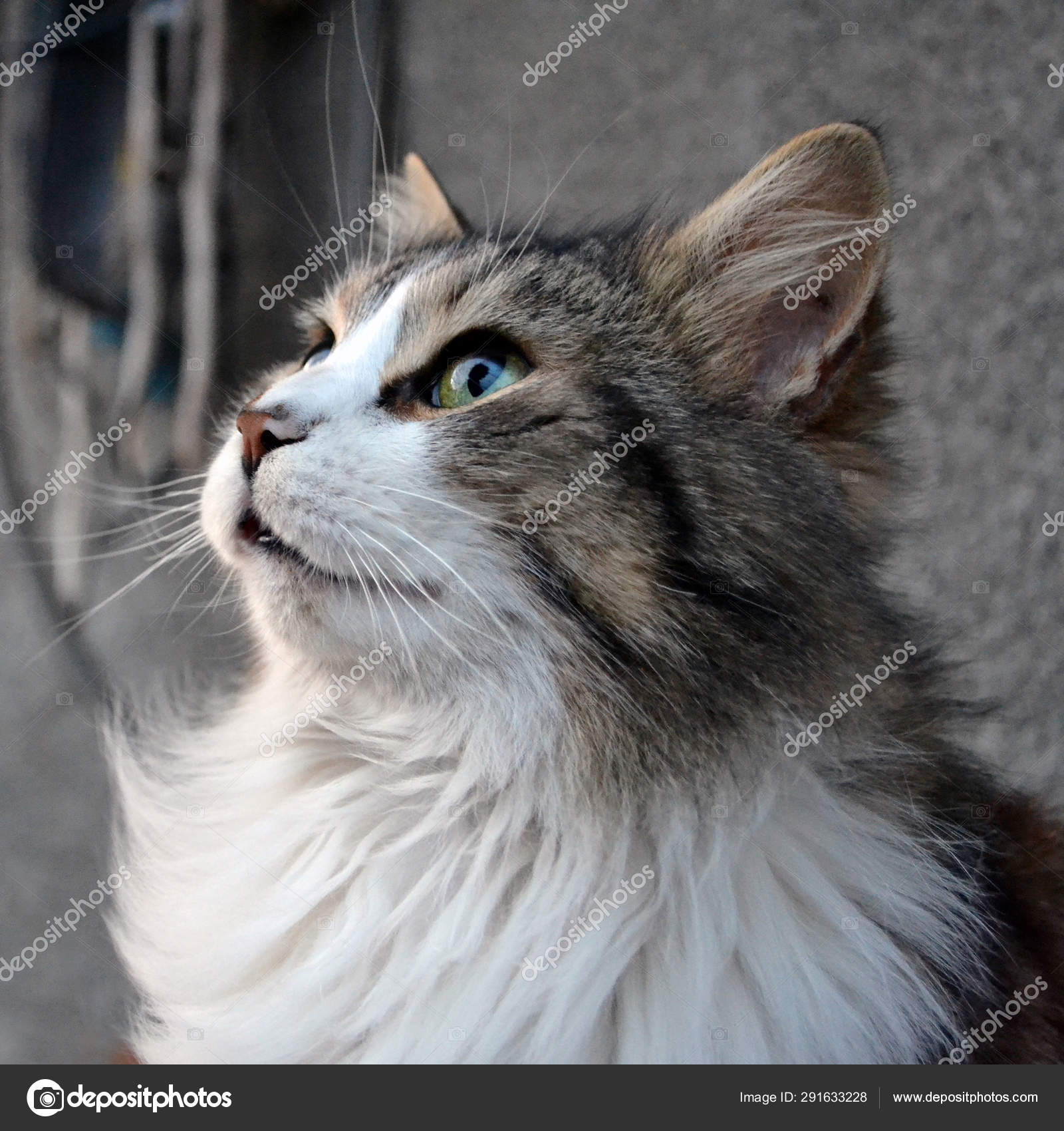 Cat Profile