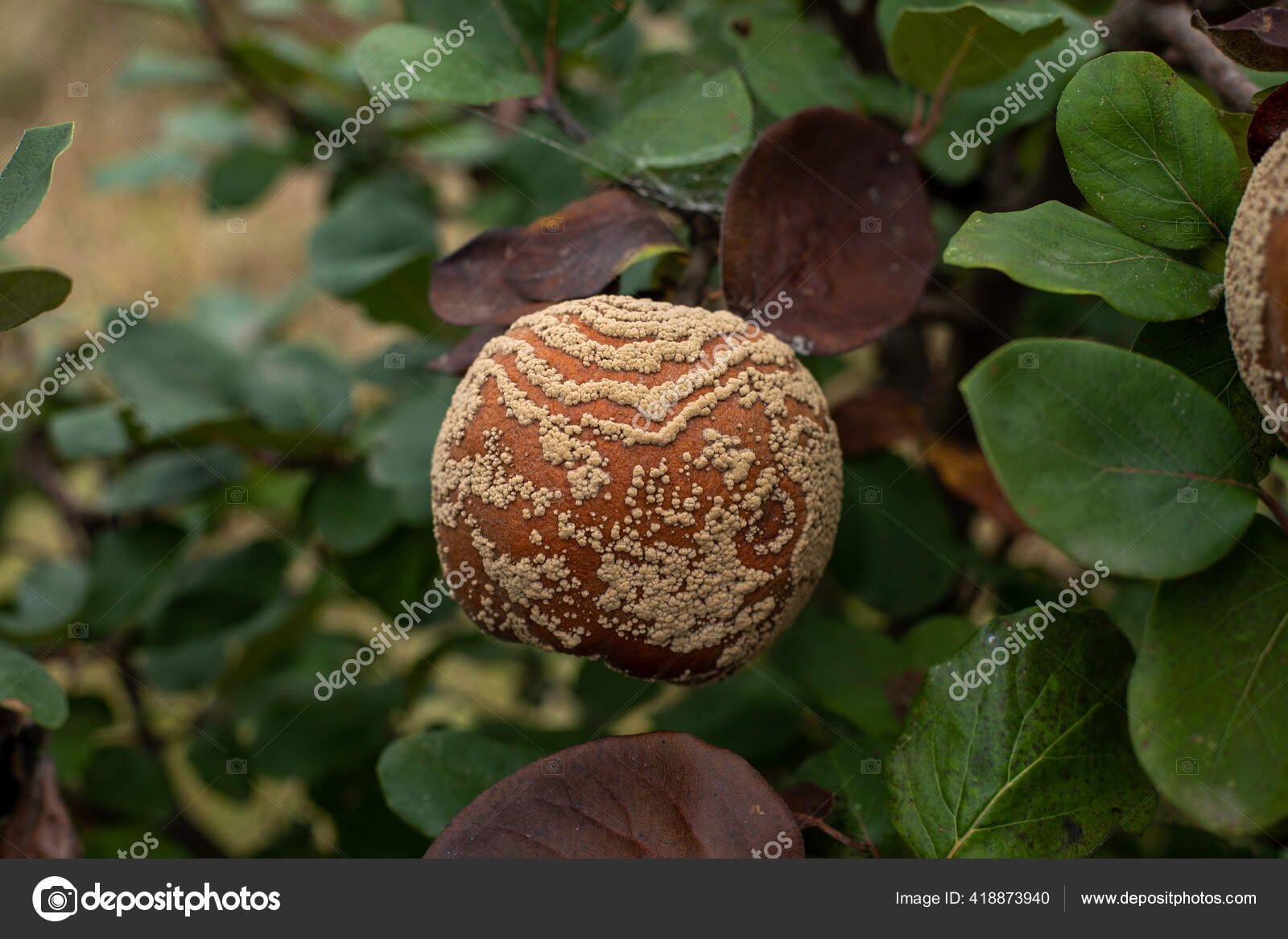 Monilia Laxa Monilinia Laxa Zamoření Onemocnění Rostlin Shnilé Quince ...