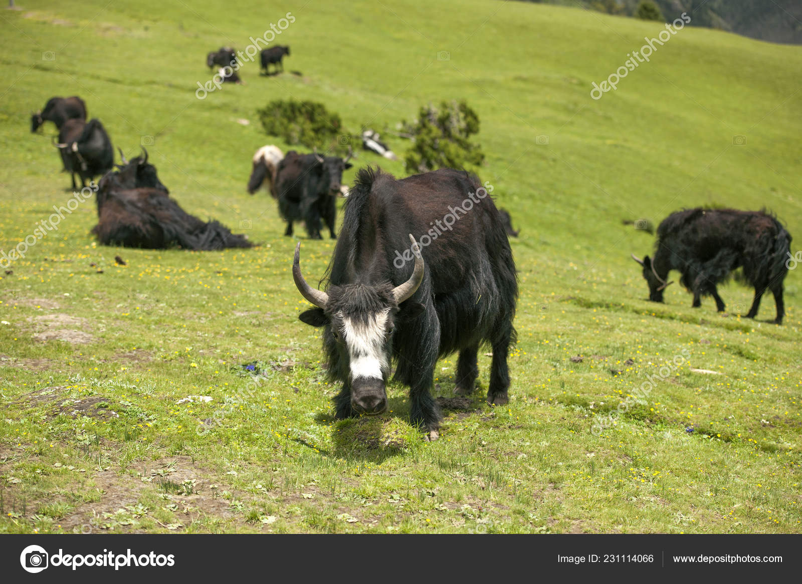 Yak Grazed Green Pasture Blue Sky White Cloud — Stock Photo © flysnow ...