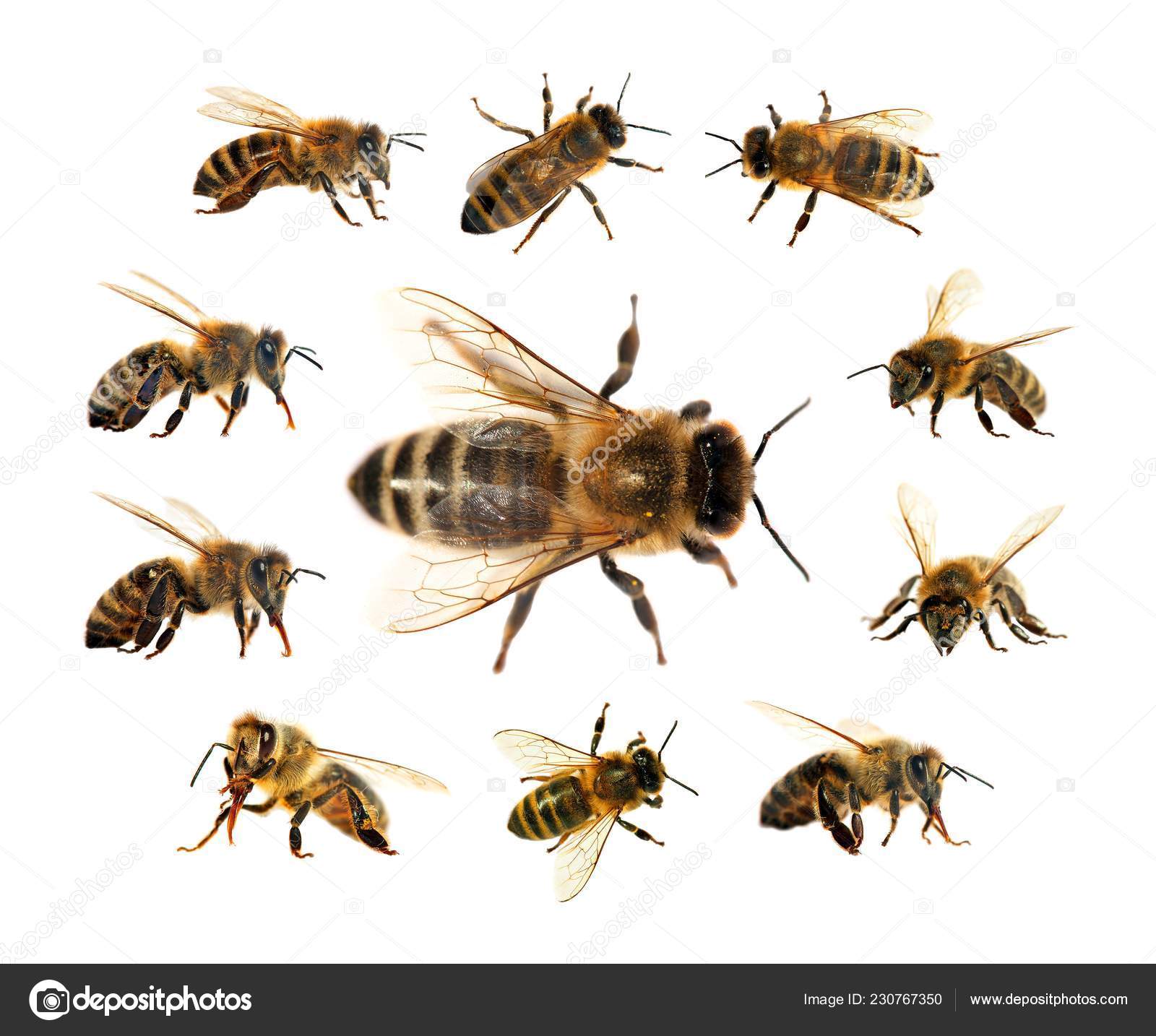 Group Bee Honeybee Latin Apis Mellifera European Western Honey Bees ...