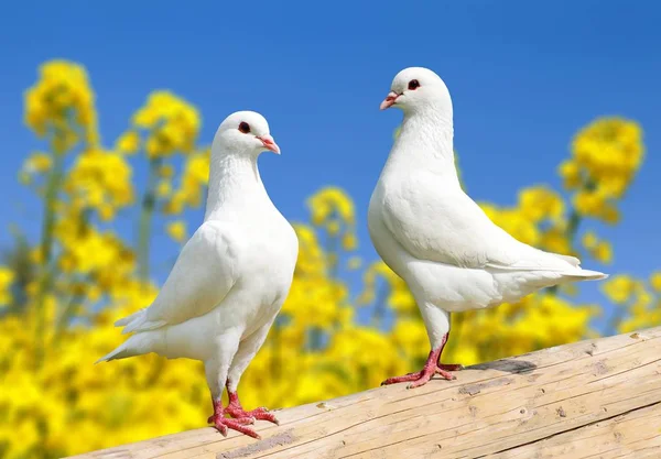 Two white pigeons on perch with yellow flowering background Stock Photo ...