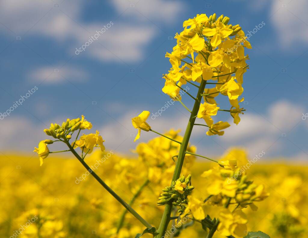 detalle de la floración de colza colza colza canola o campo de colza en ...