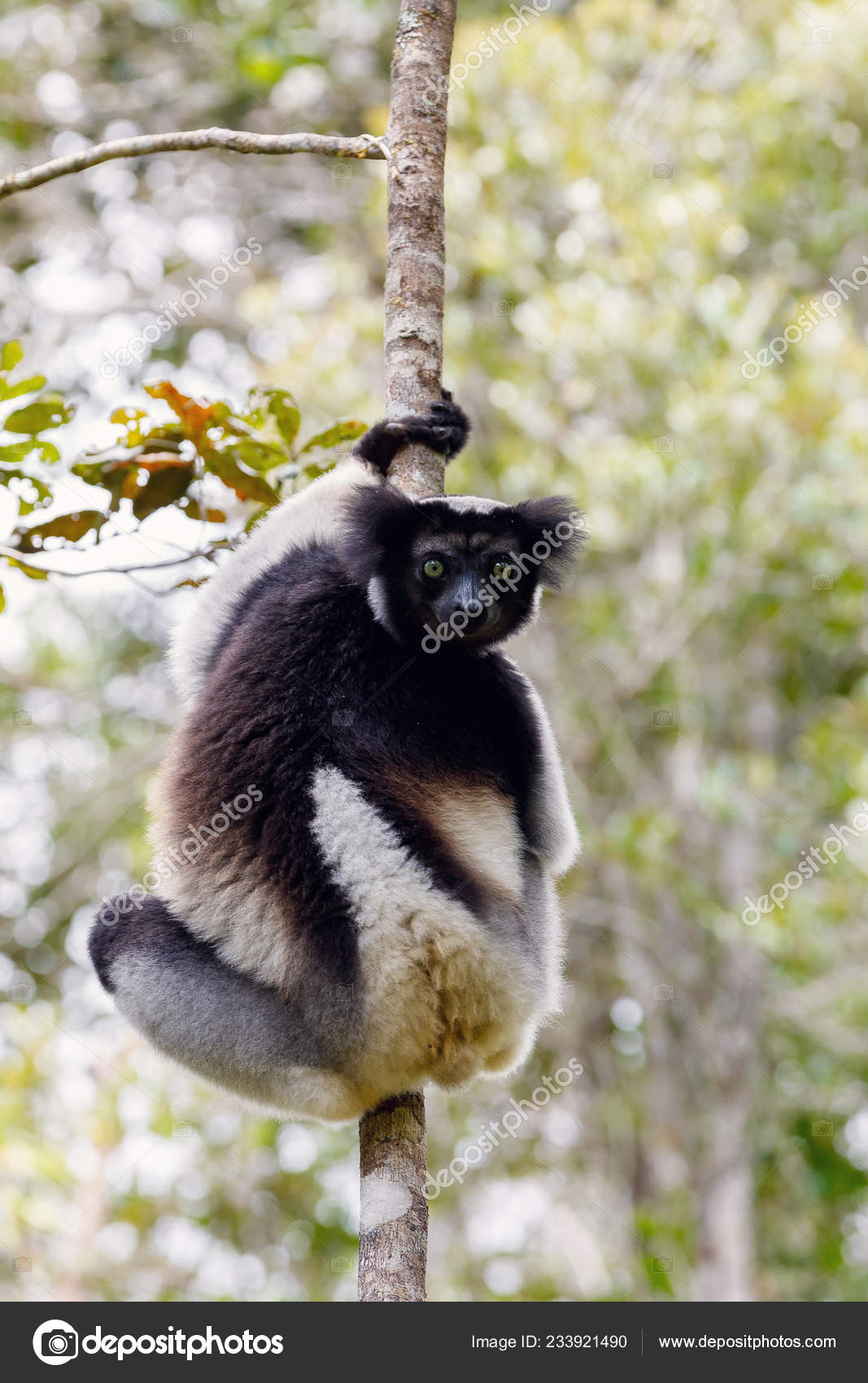Lemur Indri Indri Indri Also Called Babakoto Hanged Tree Indri Stock Photo by ©artush 233921490