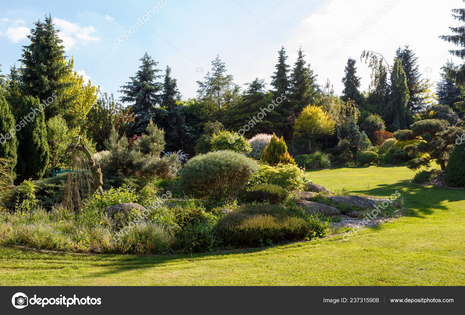 Small Garden Conifer Trees | Fasci Garden