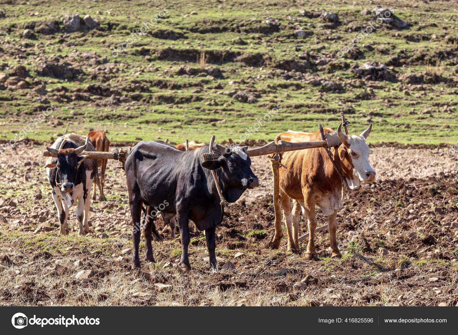 Farmer Cattle Cultivates Field Traditional Primitive Wooden Plow Pulled ...