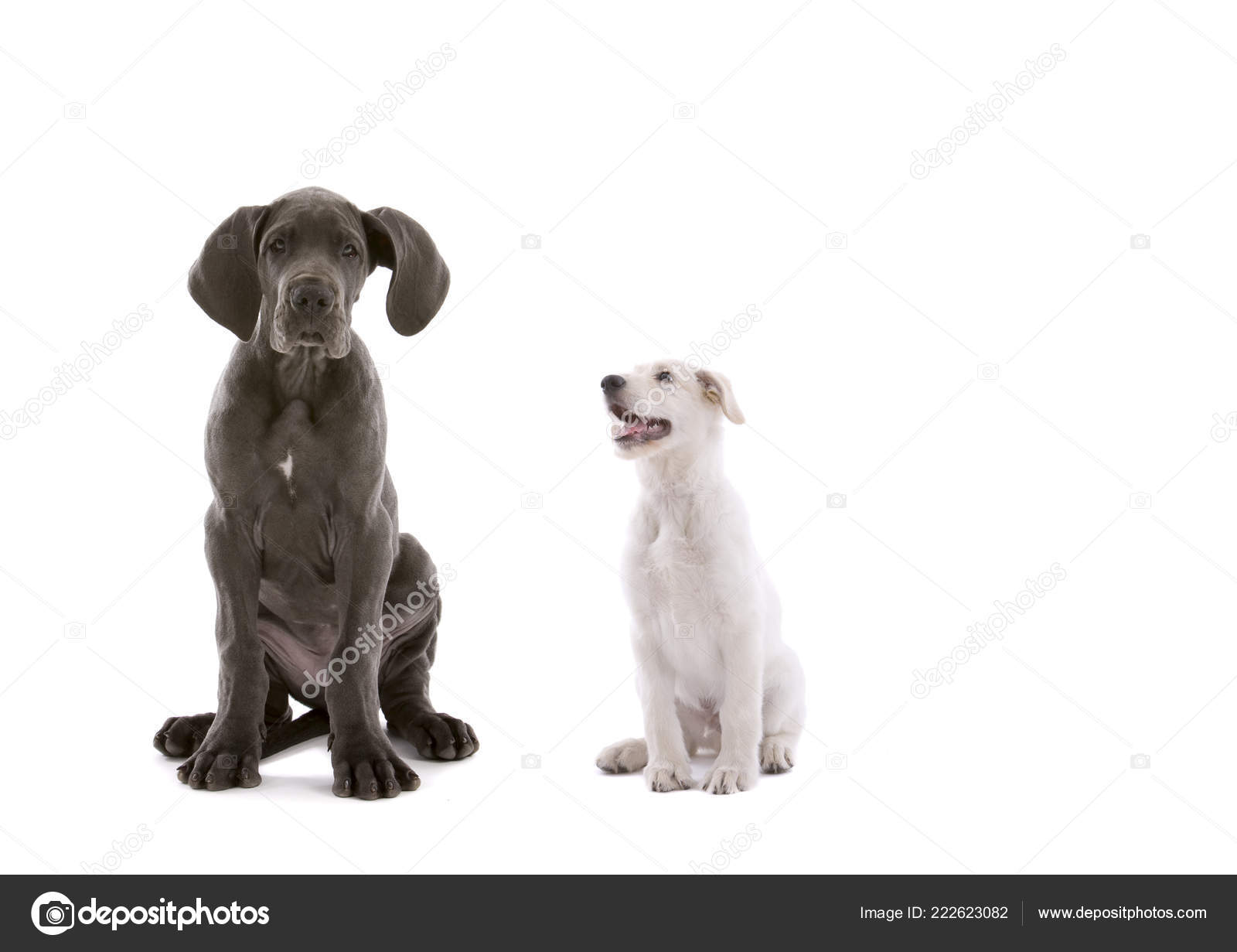 Two Young Dogs Sitting Together White Background Stock Photo by ...