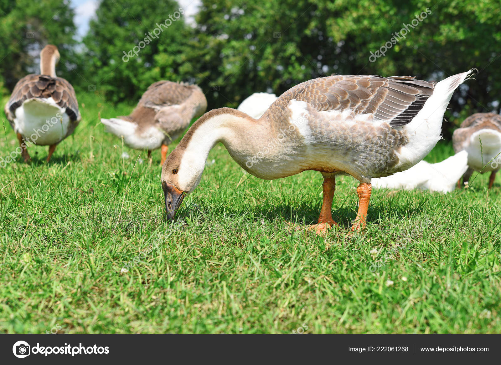 Goose Green Grass — Stock Photo © smereka #222061268