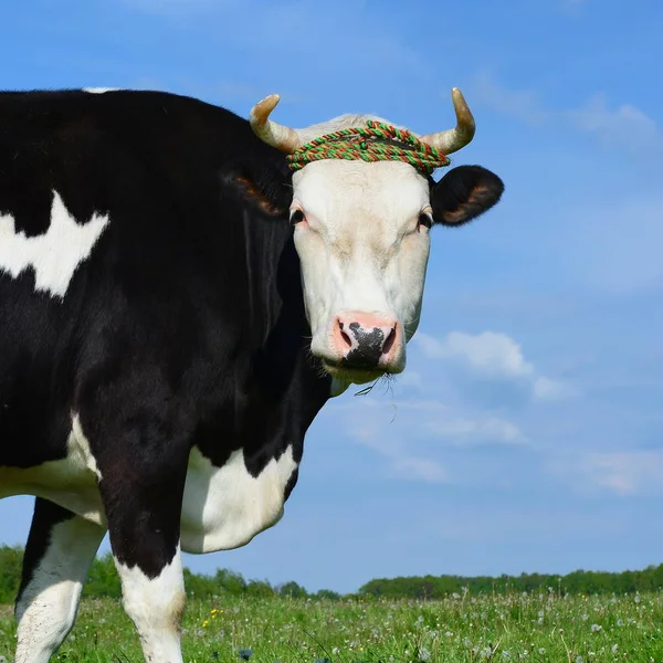 Cow with hat Stock Photos, Royalty Free Cow with hat Images | Depositphotos