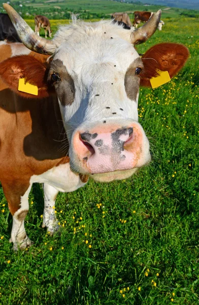 Happy funny cow smiling Stock Photos, Royalty Free Happy funny cow ...