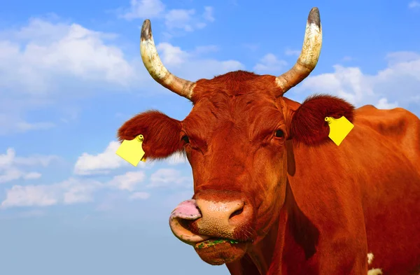 Bovino rojo Stock Photos, Royalty Free Bovino rojo Images | Depositphotos