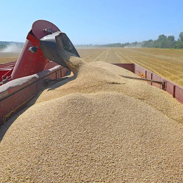 Overloading Grain Harvester Grain Tank Tractor Trailer – Stock ...