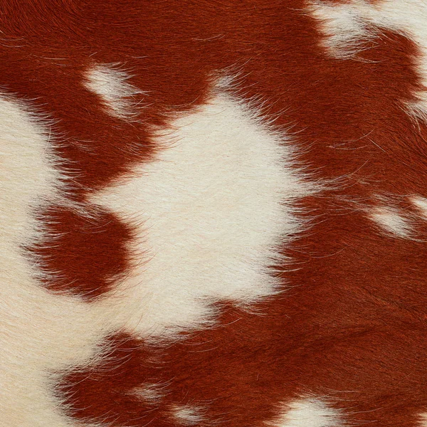 Cow tail Stock Photos, Royalty Free Cow tail Images | Depositphotos