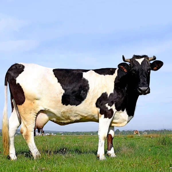 Beautiful cow fotos de stock, imágenes de Beautiful cow sin royalties ...