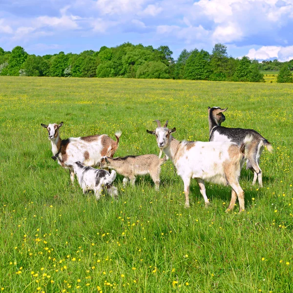 Small ruminants Stock Photos, Royalty Free Small ruminants Images ...