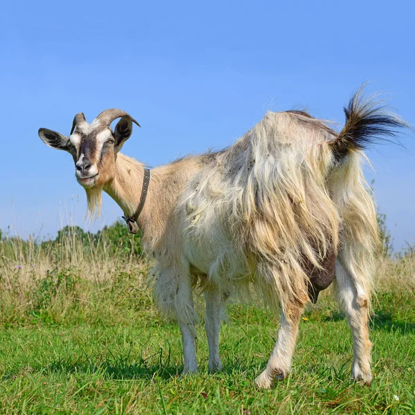 Chinese knot goat Stock Photos, Royalty Free Chinese knot goat Images ...