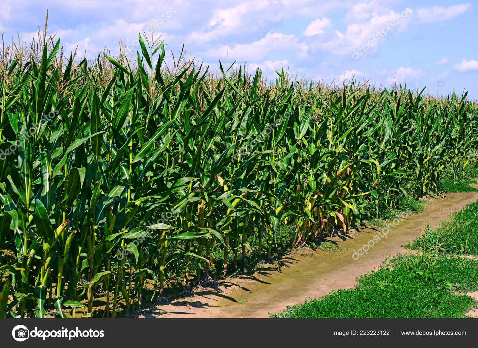 Young Corn Rural Landscape Stock Photo by ©smereka 223223122