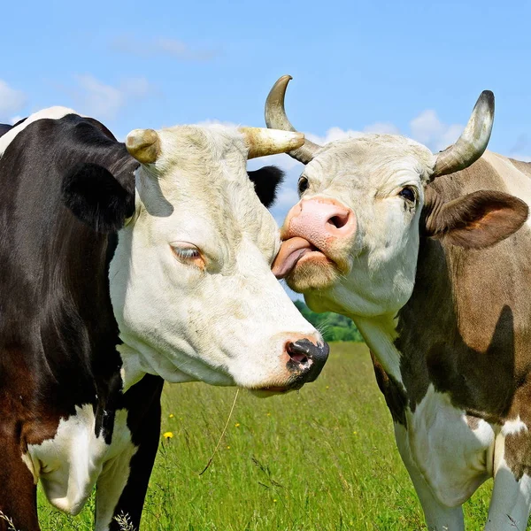 Two cows Stock Photos, Royalty Free Two cows Images | Depositphotos