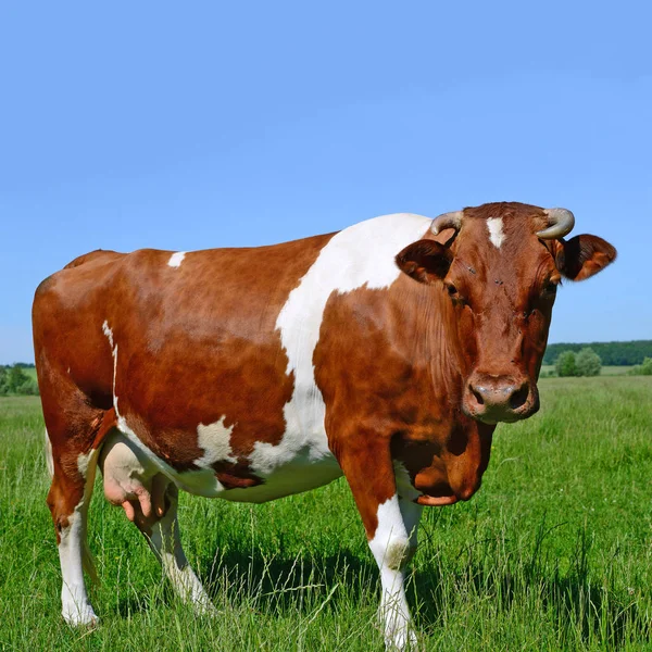 20,000,000+ imágenes de Vaca color libres de derechos | Depositphotos