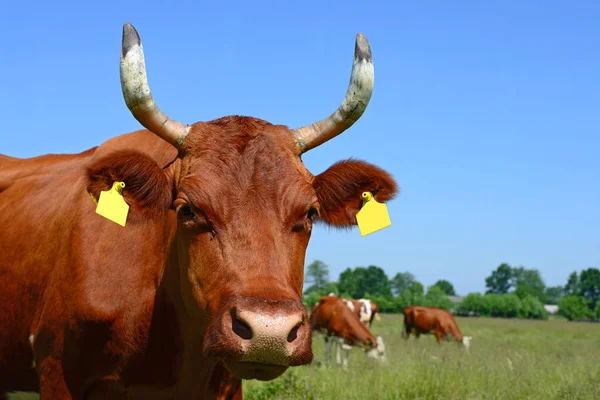 Vaca roja fotos de stock, imágenes de Vaca roja sin royalties ...