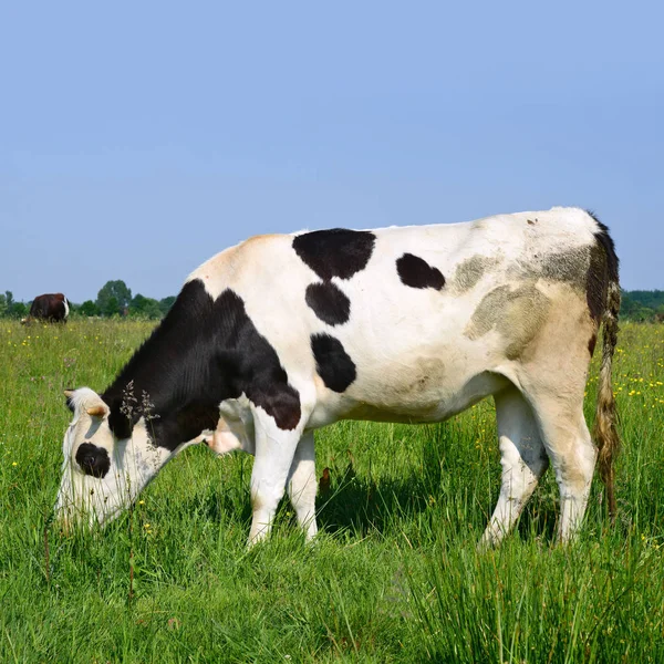 Gene editing cattle Stock Photos, Royalty Free Gene editing cattle ...