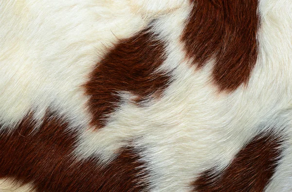 Cow tail Stock Photos, Royalty Free Cow tail Images | Depositphotos