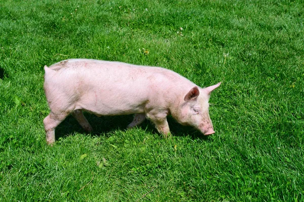 Pig eating grass Stock Photos, Royalty Free Pig eating grass Images ...