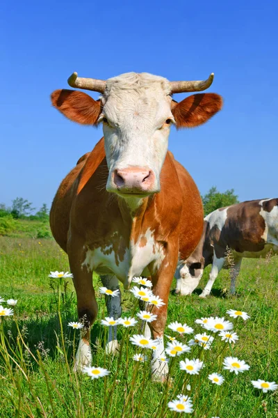 Abelha vaca Stock Photos, Royalty Free Abelha vaca Images | Depositphotos