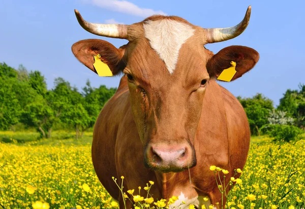 A very realistic yellow cow wearing a grass hat Stock Photos, Royalty ...