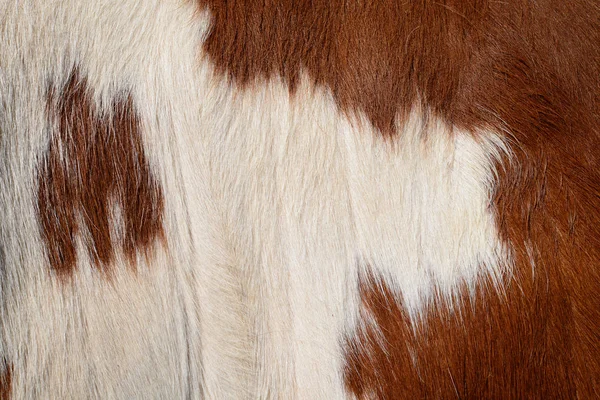 Cow skin Stock Photos, Royalty Free Cow skin Images | Depositphotos