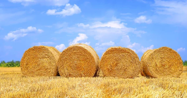 Drie stro hoeden Stock Photos, Royalty Free Drie stro hoeden Images ...