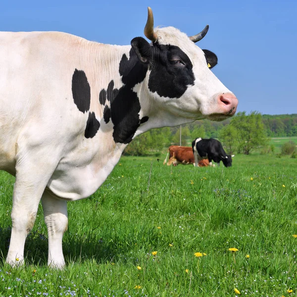 Gene editing cattle Stock Photos, Royalty Free Gene editing cattle ...