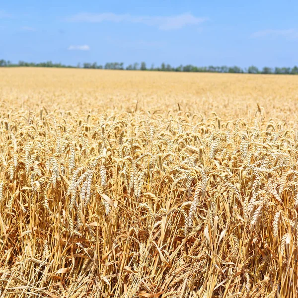 Grain farming Stock Photos, Royalty Free Grain farming Images ...