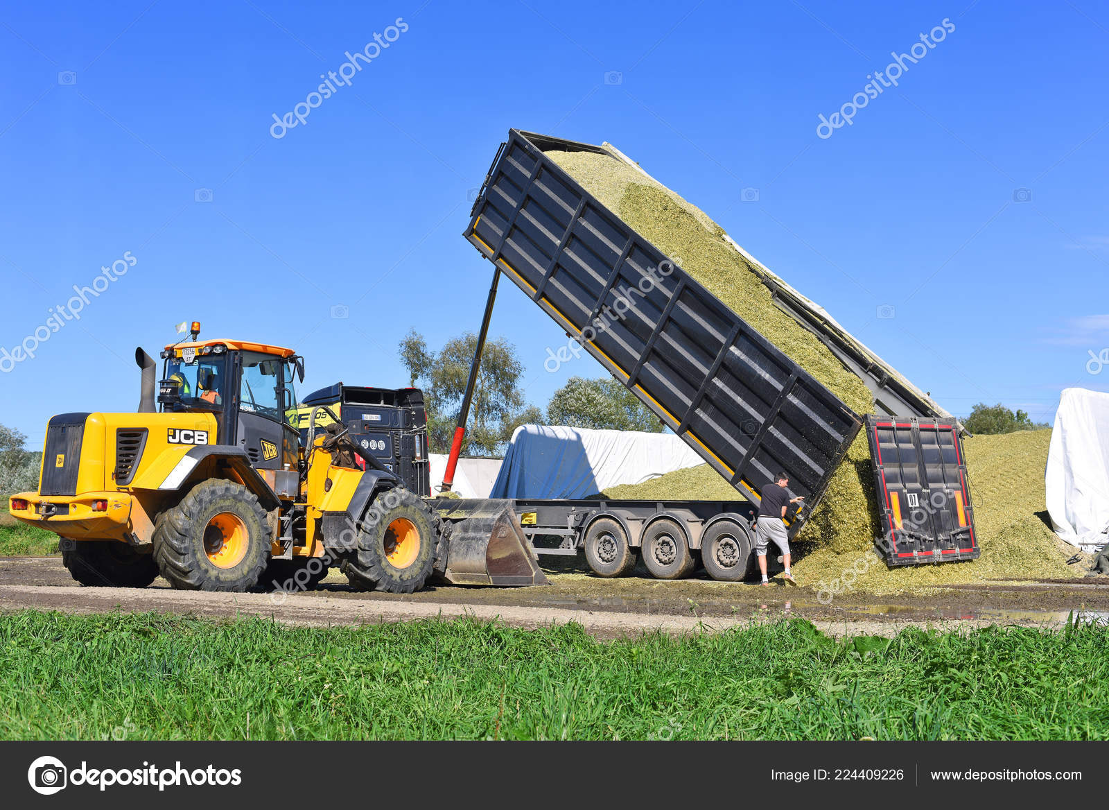 Kalush Ukraine September 2017 Fill Silage Trench Corn Silage Dairy ...