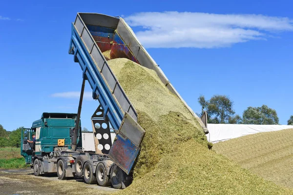 Kalush Ukraine September 2017 Fill Silage Trench Corn Silage Dairy ...