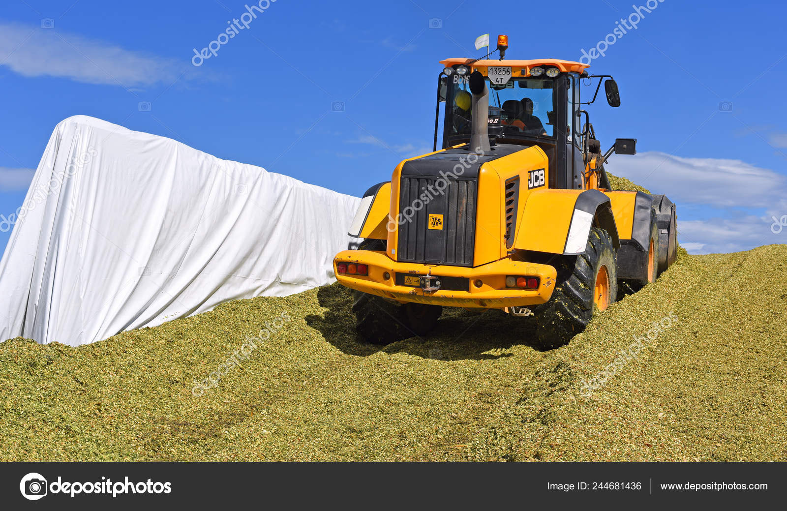 Kalush Ukraine September 2017 Ramming Corn Silage Silo Trench Dairy ...