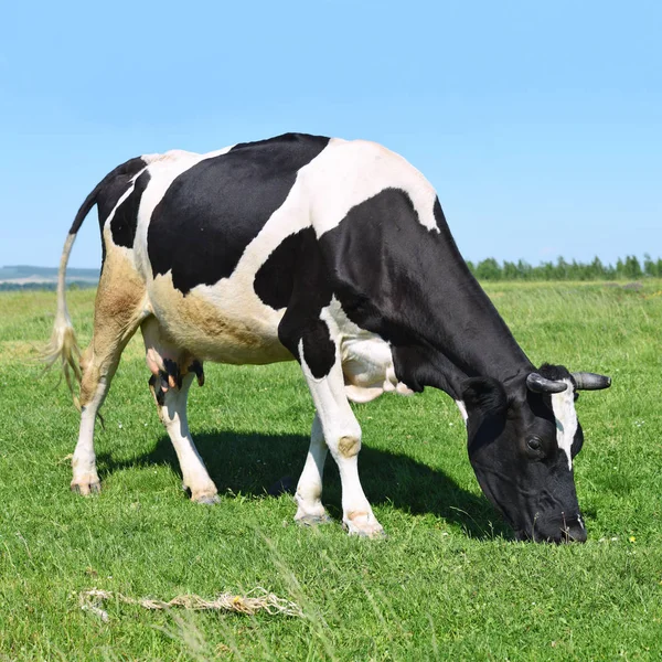 Perfil de vaca fotos de stock, imágenes de Perfil de vaca sin royalties ...