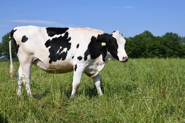 Cattle swedish Stock Photos, Royalty Free Cattle swedish Images ...