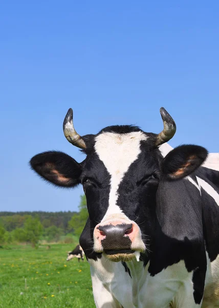 Fotos de Vaca azul, Imagens de Vaca azul sem royalties | Depositphotos