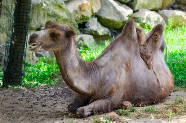 Sitting pose camel Stock Photos, Royalty Free Sitting pose camel Images ...