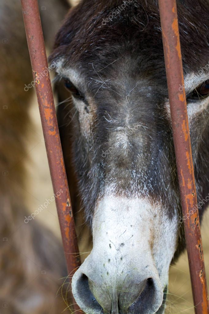 Una mirada a los animales a través de la jaula en el zoológico. Retrato ...