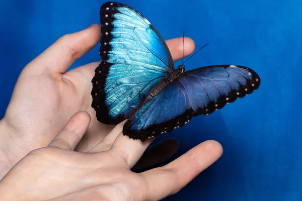 Hands holding a blue butterfly — Stock Photo © carlosphotos #12847425